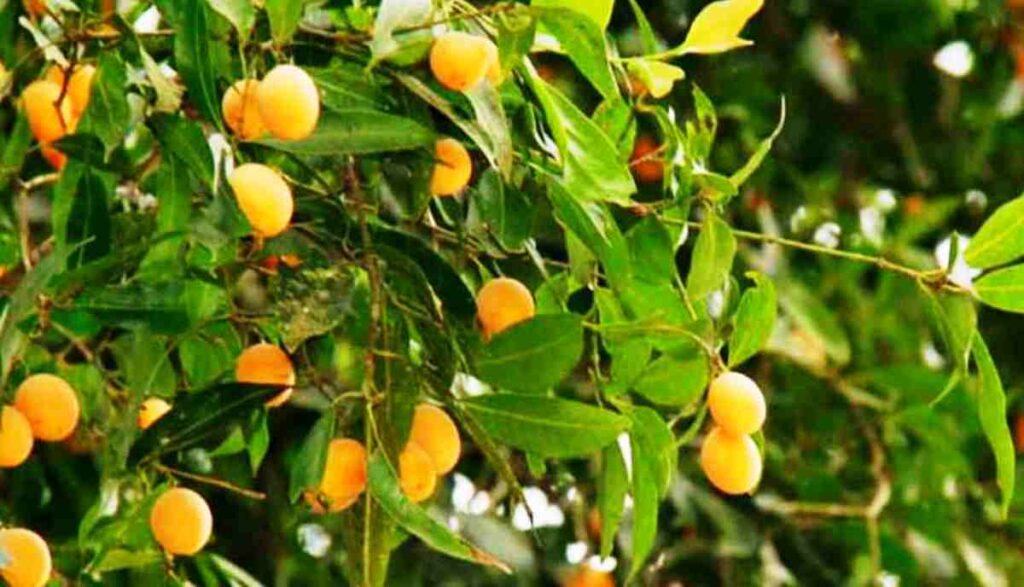 Pohon Gandaria, Flora Khas Jawa Barat Ada di Arboretum Galuh